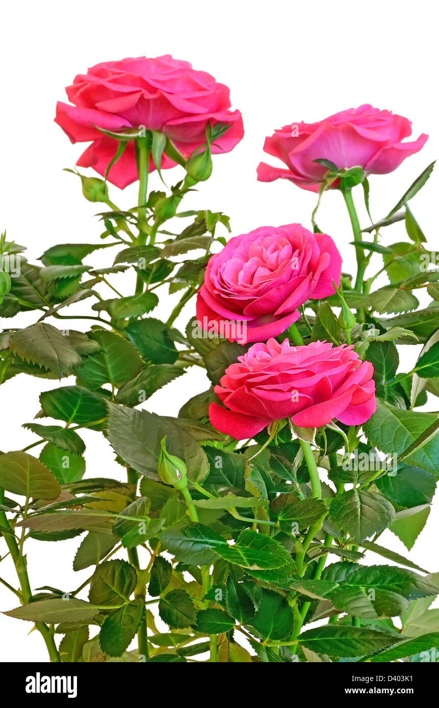 Pink rose flowers isolated on white background Stock Photo - Alamy