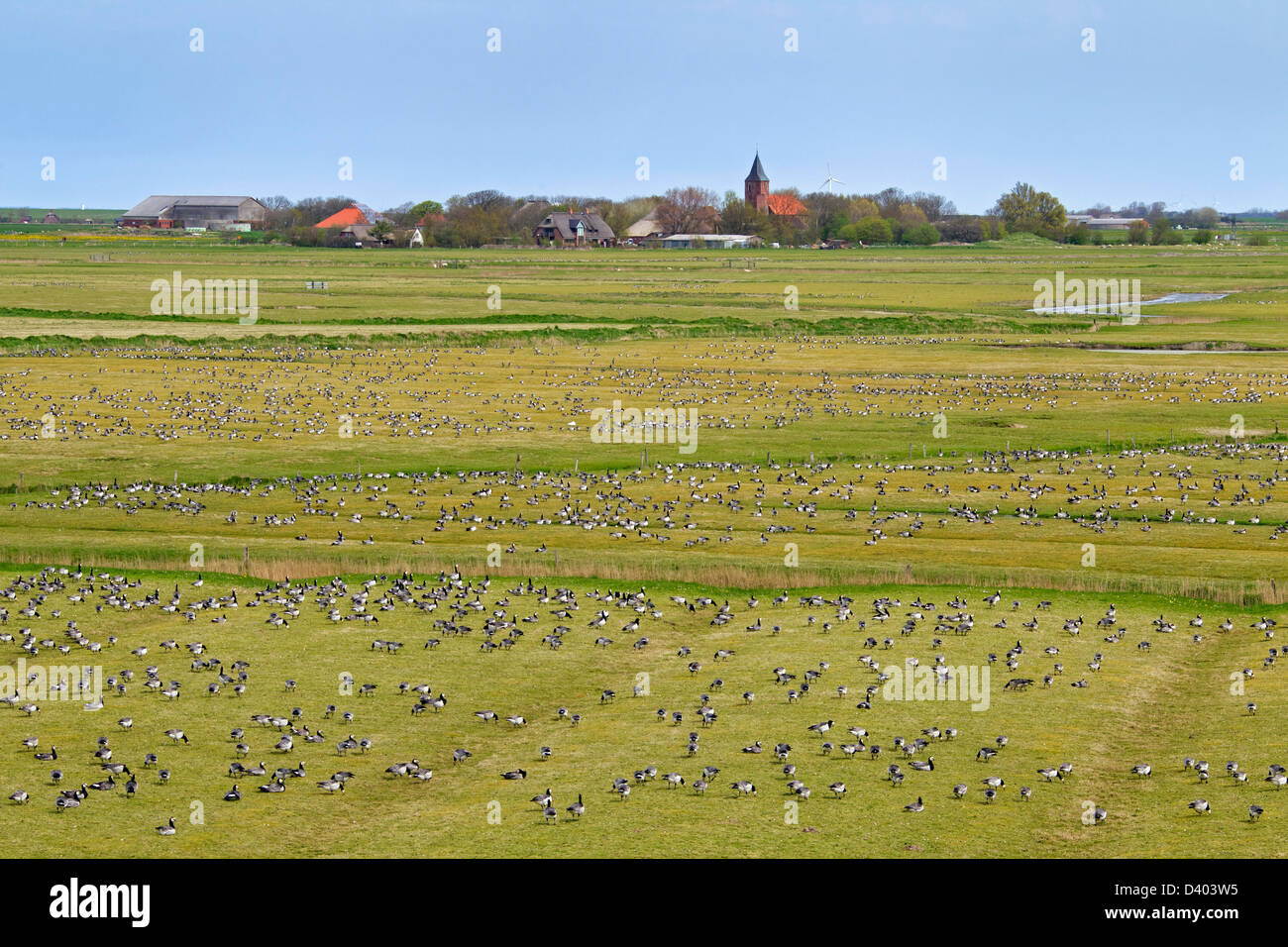 Flock of Barnacle Geese (Branta leucopsis) foraging on grassland of ...