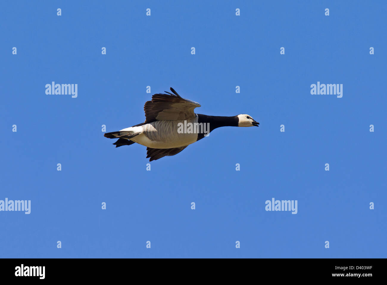 Barnacle goose (Branta leucopsis) in flight against blue sky Stock ...