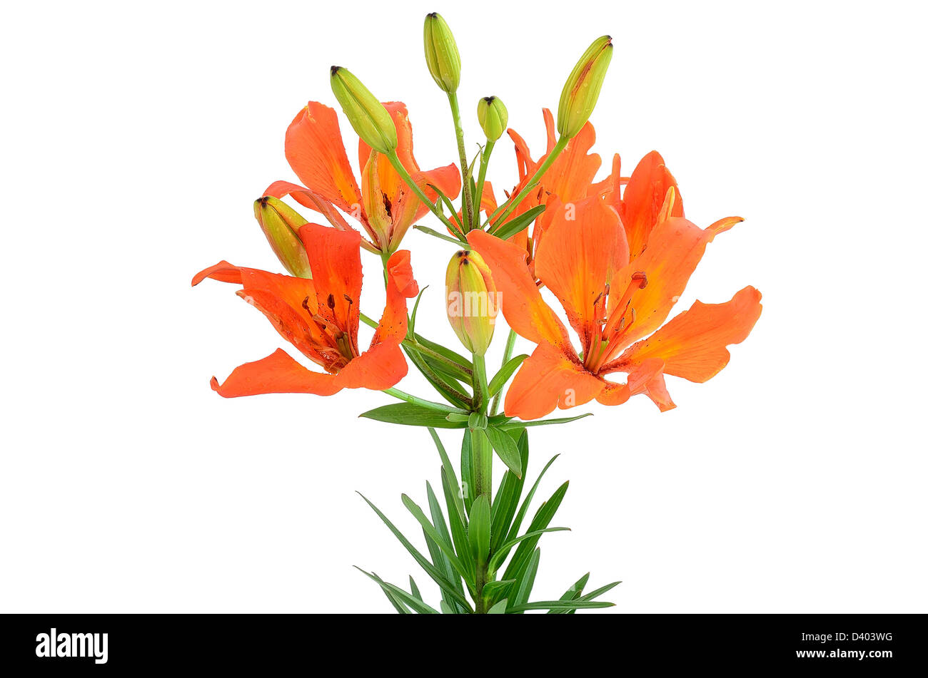 Tiger Lily isolated on white background Stock Photo - Alamy