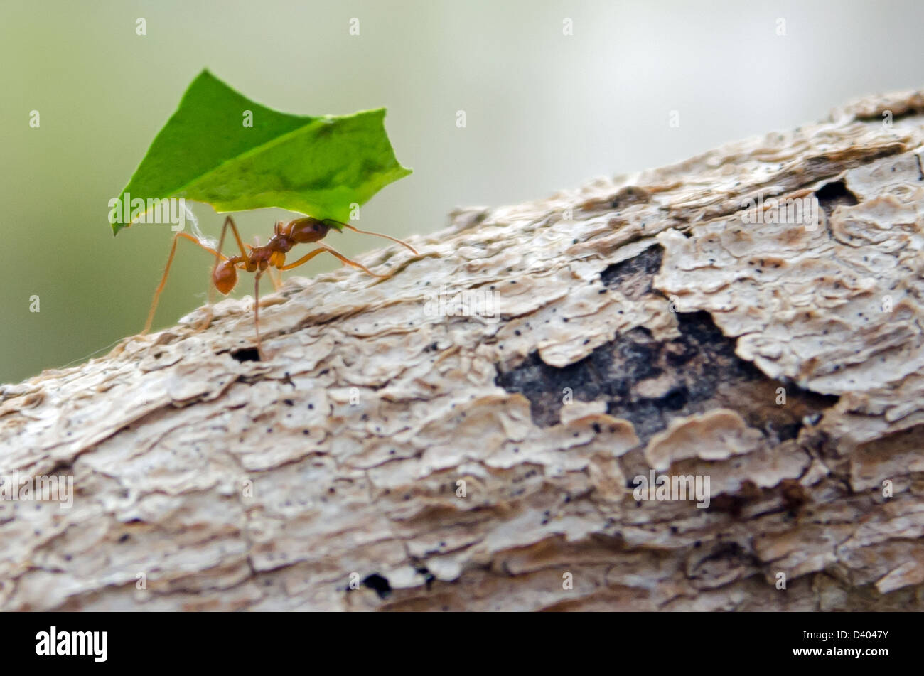 Leaf cutter ant carrying leaf on log Stock Photo - Alamy