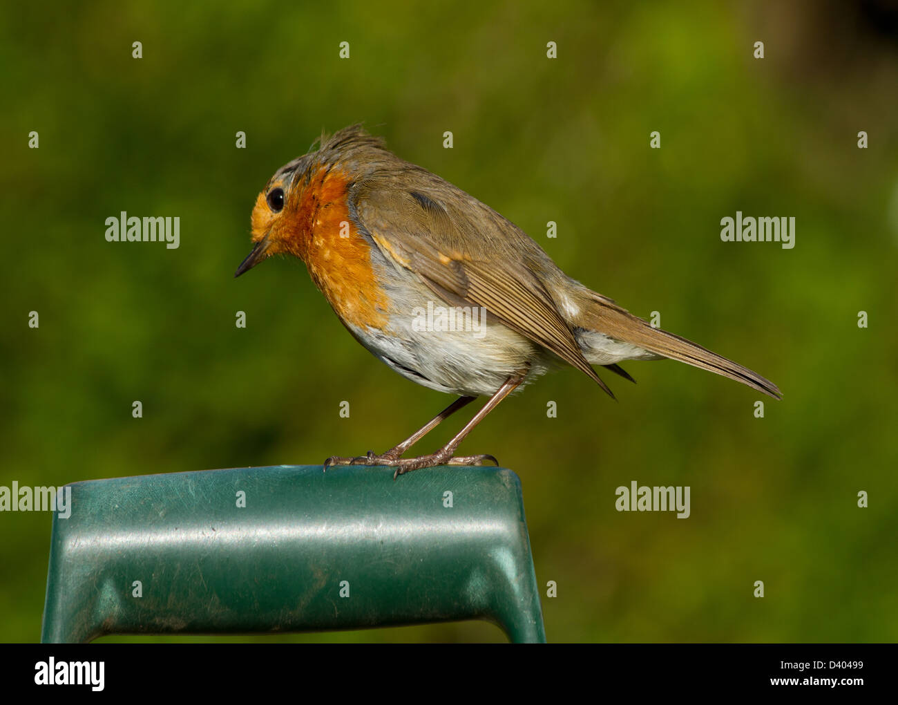Robin Redbreast standing on garden spade handle Stock Photo - Alamy