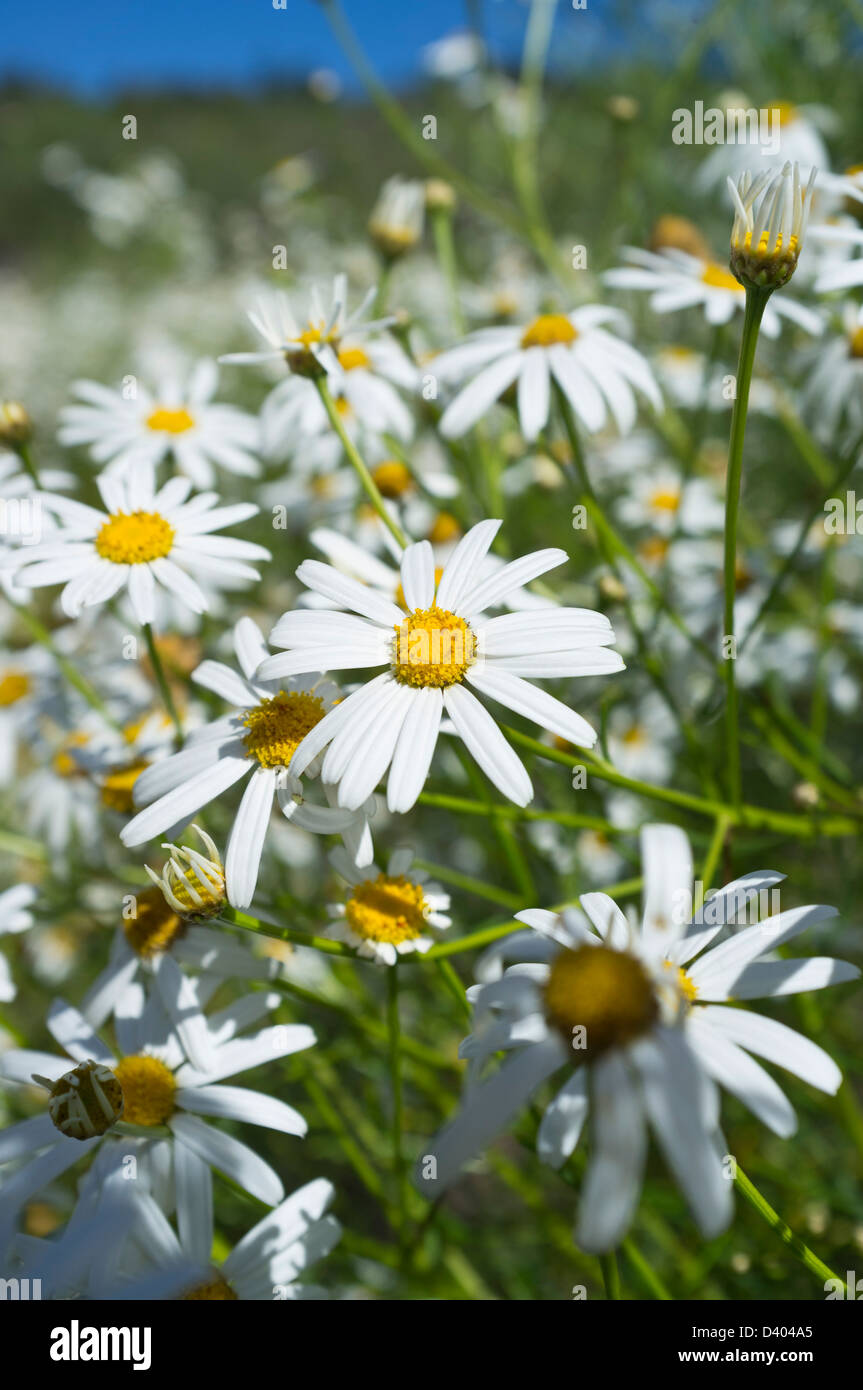Margarita asteraceae hi-res stock photography and images - Alamy
