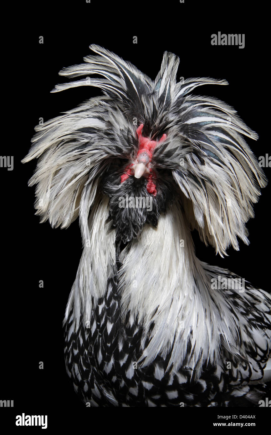 Silver Laced Polish Chicken