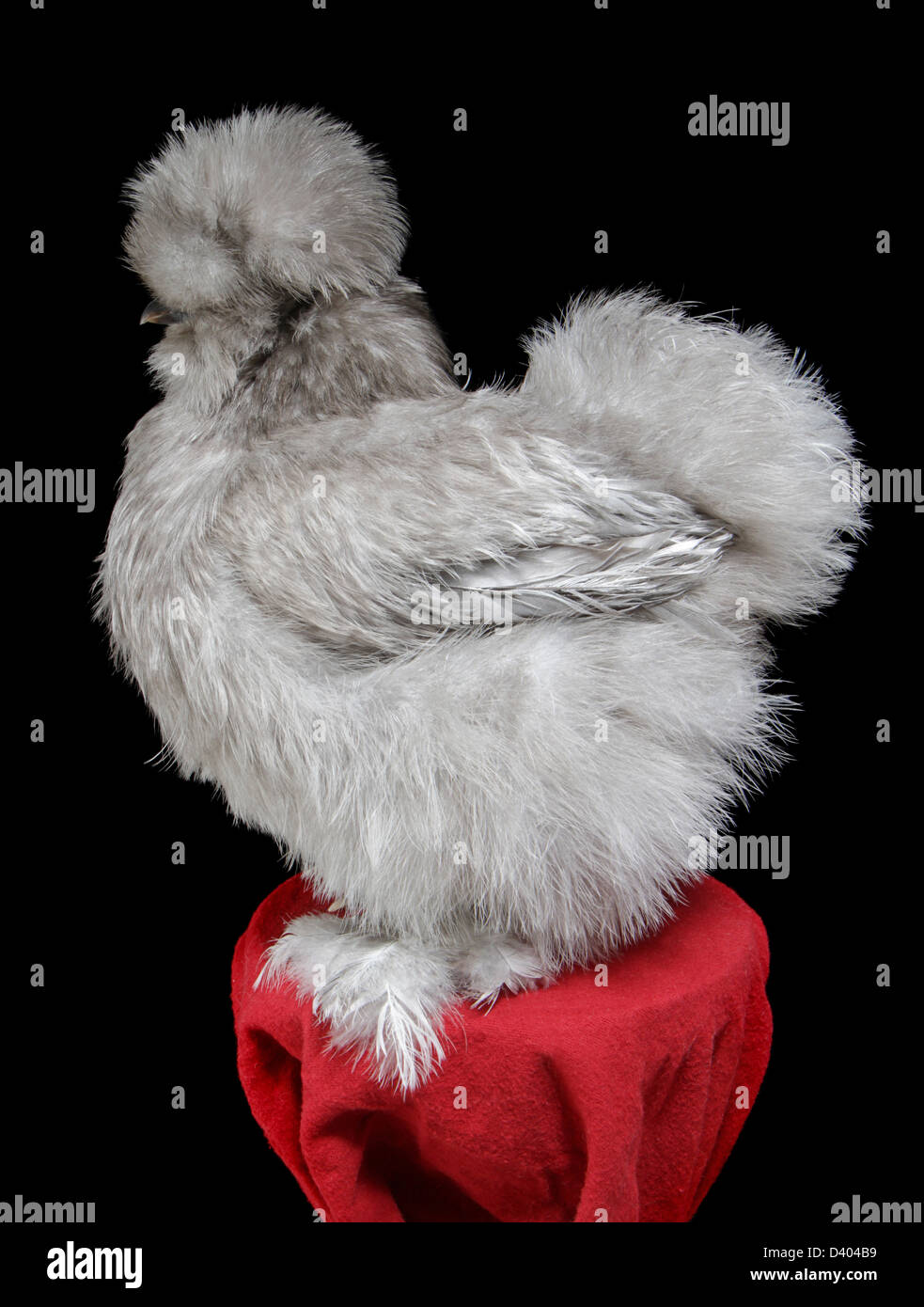 Blue hen chicken hi-res stock photography and images - Alamy