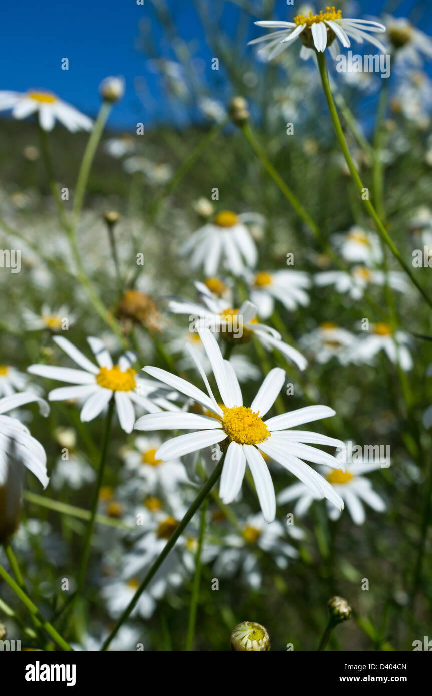 Margarita flowers hi-res stock photography and images - Alamy