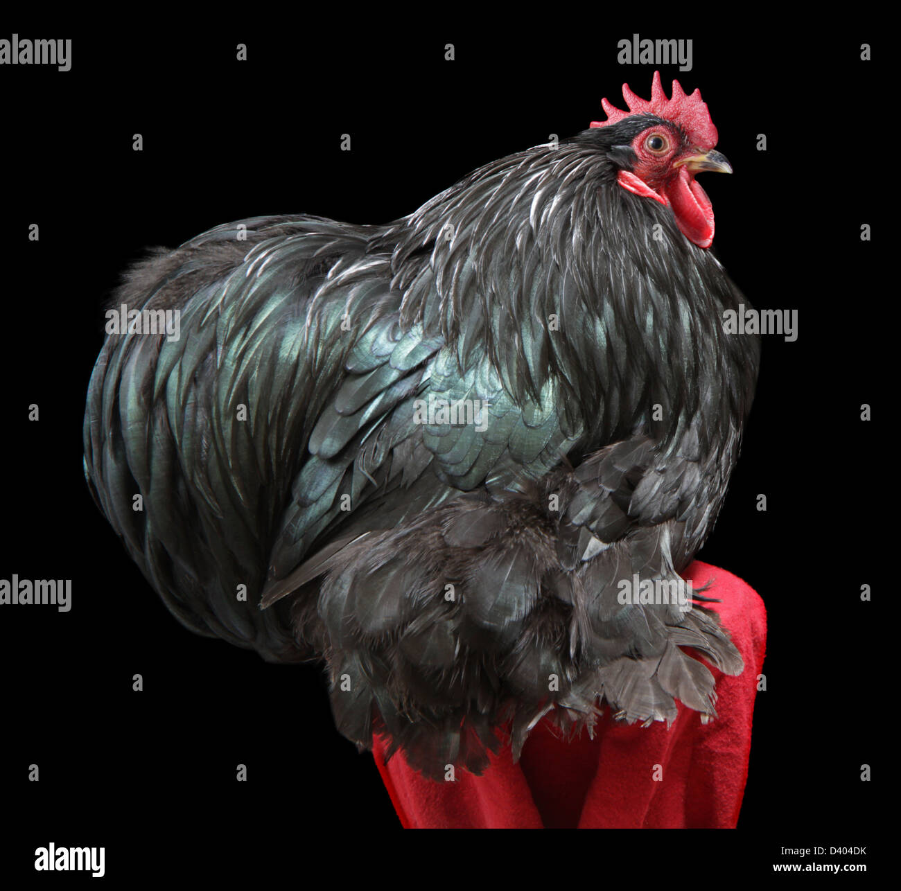 Portrait of a bantam black cochin chicken (cock or cockerel), junior ...