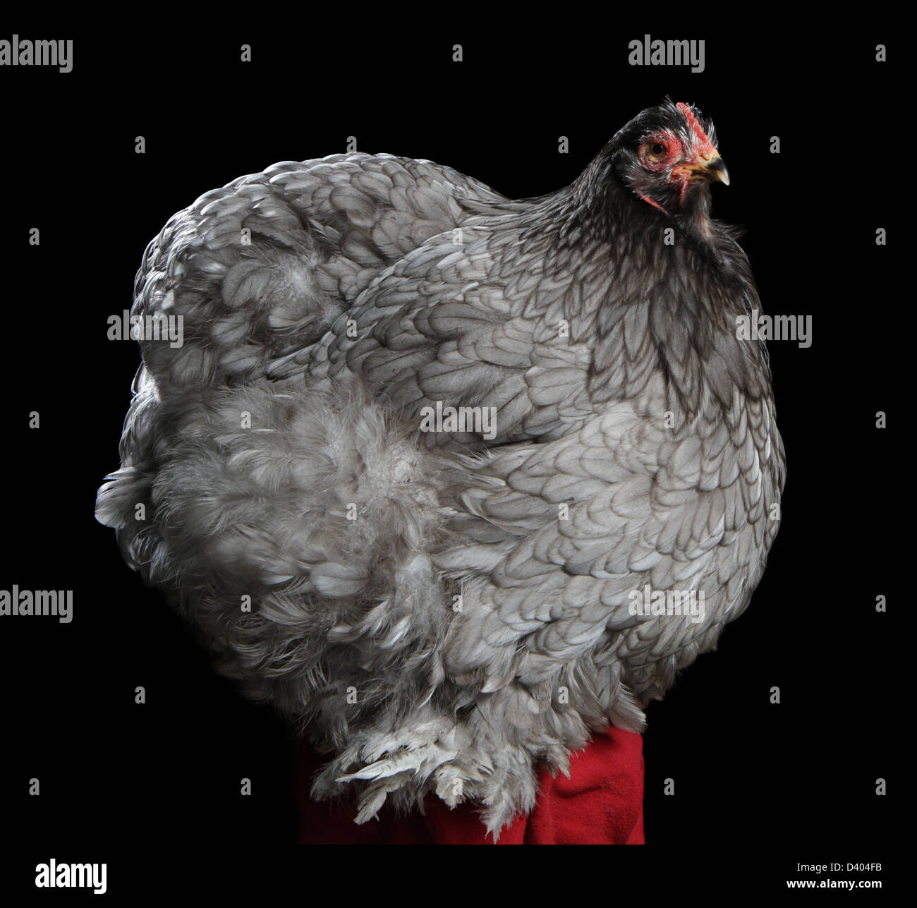 Cinnamon Blue Cochin Chicken