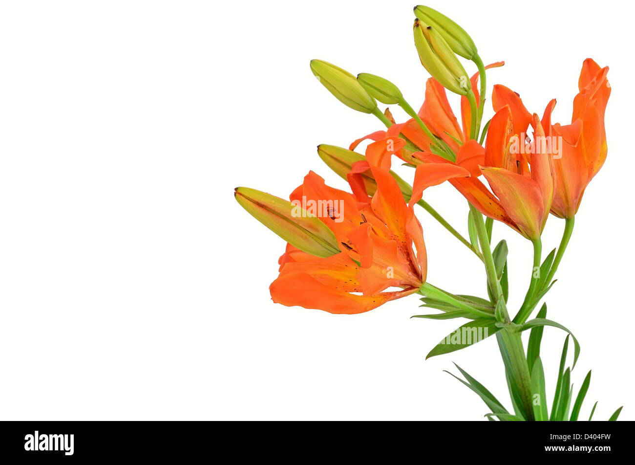 Tiger lily flower hi-res stock photography and images - Alamy