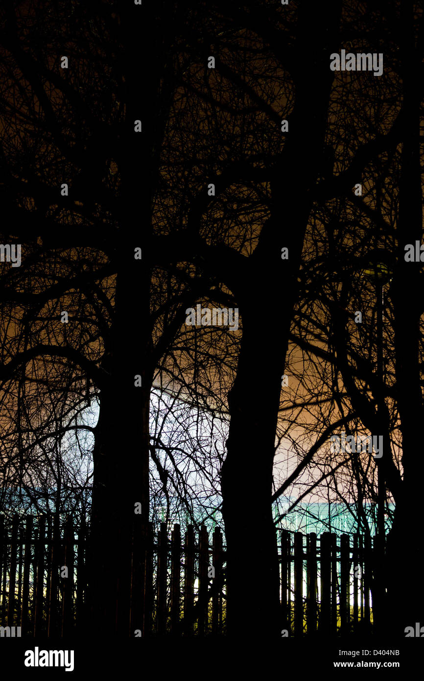 Silhouetted trees at night with metal fence Stock Photo - Alamy