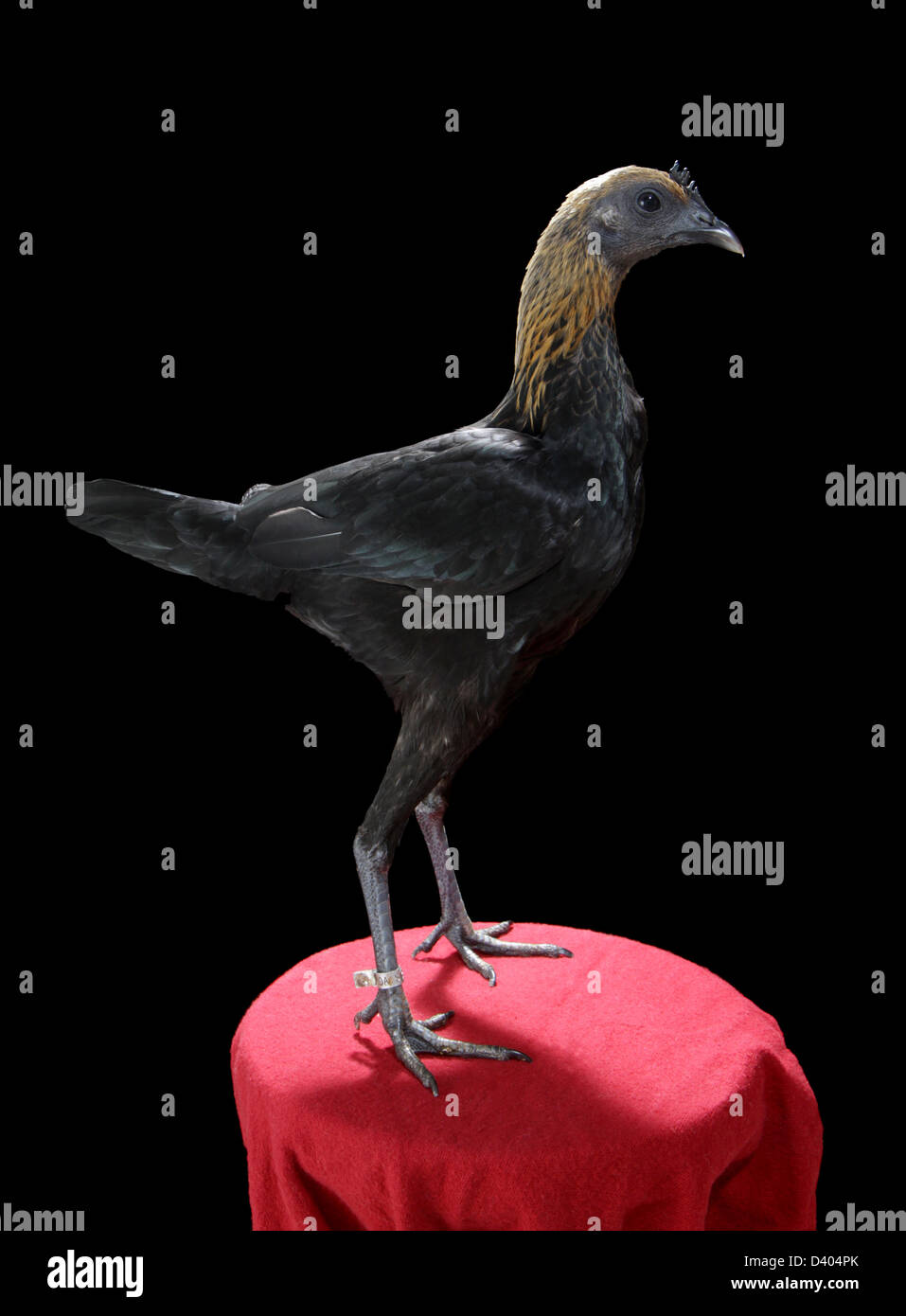 Portrait of a brown red modern game chicken (hen), junior champion ...