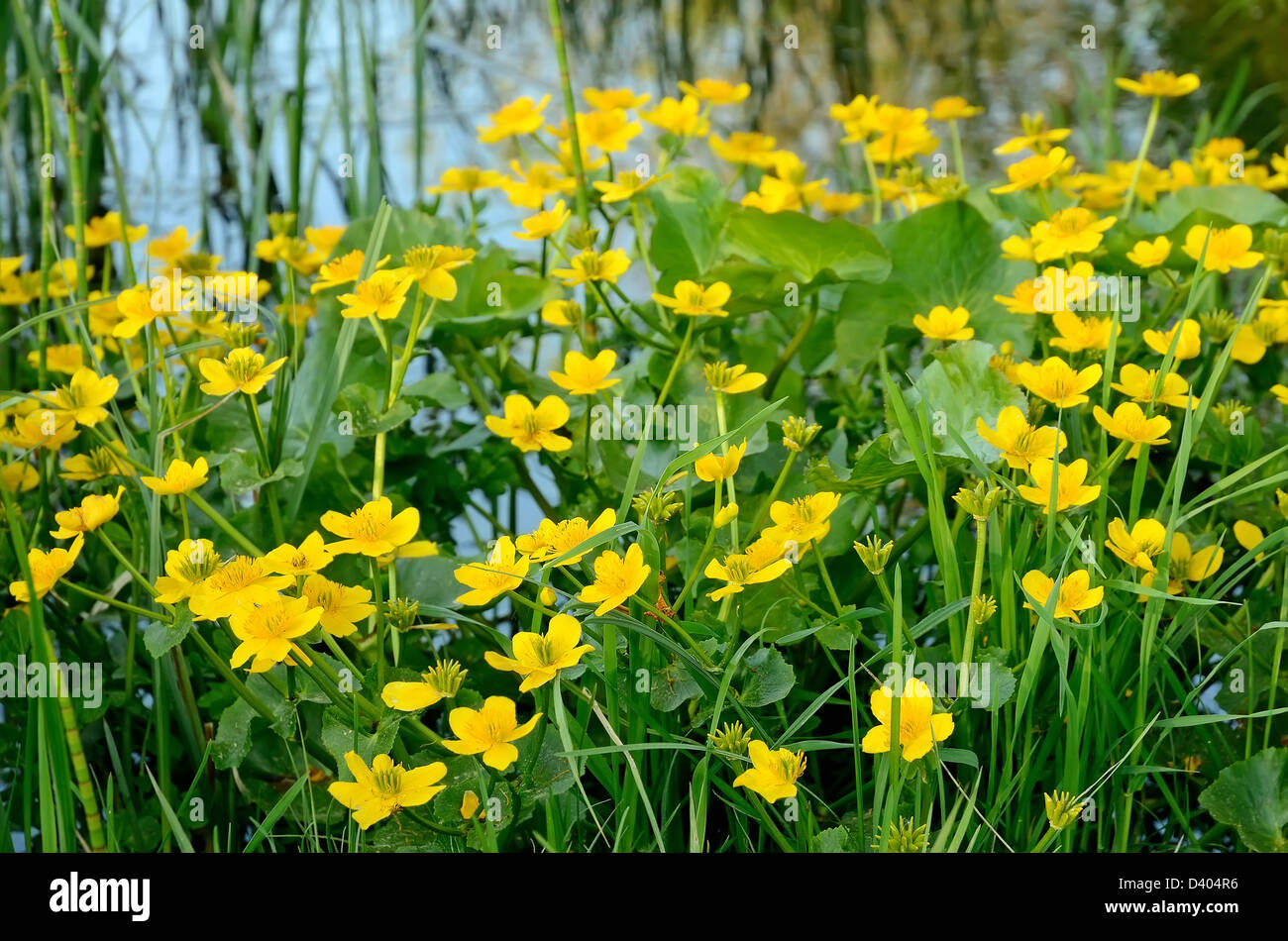 Marsh Marigold (Caltha palustris) in the swamp Stock Photo - Alamy