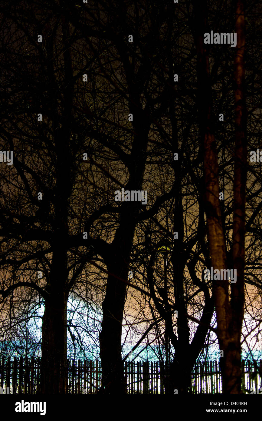 Silhouetted trees at night with metal fence Stock Photo - Alamy