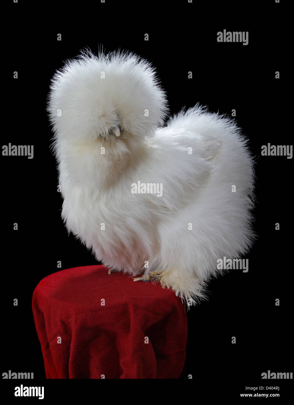 Portrait of a bearded white silkie chicken (hen). Junior chamption ...