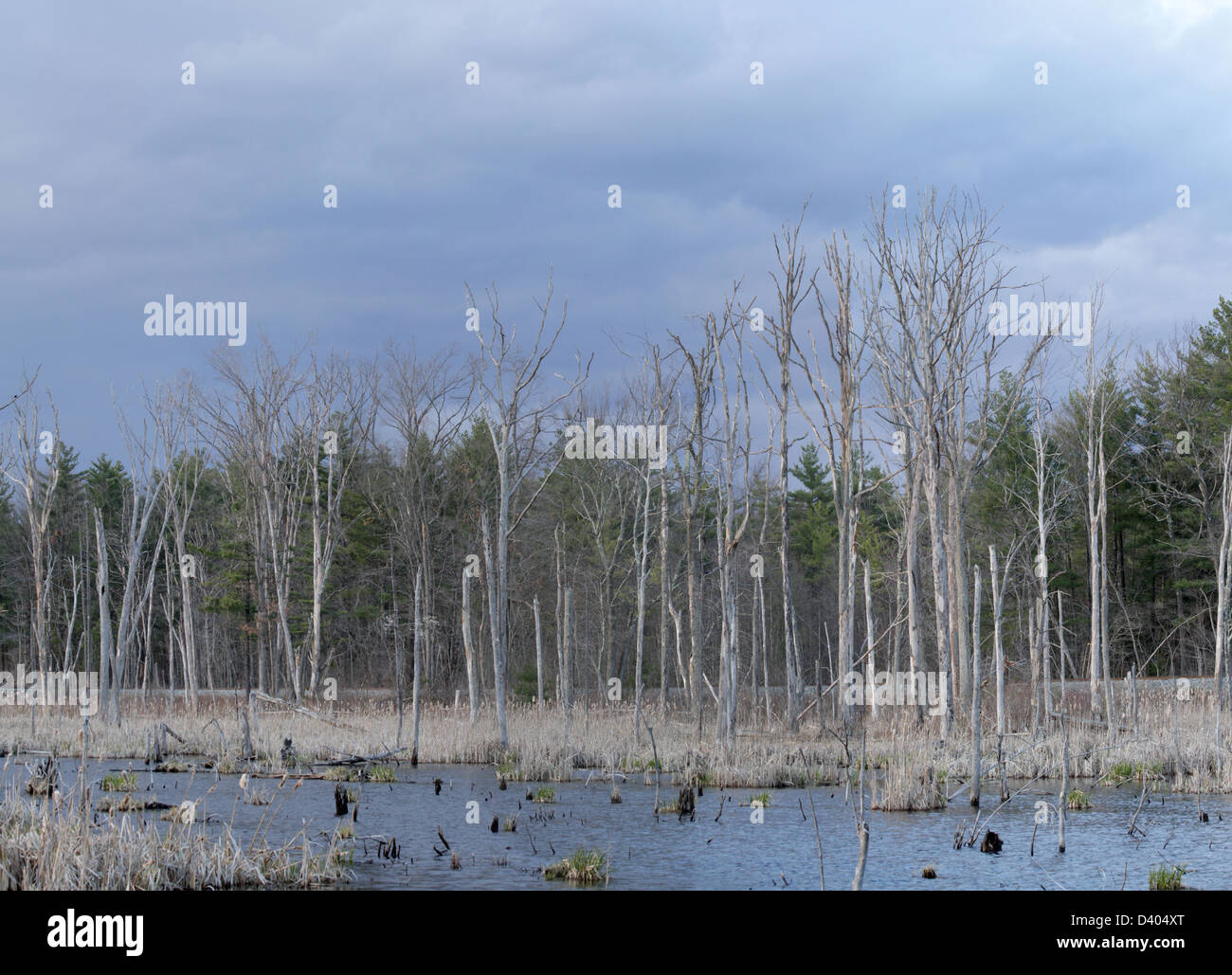 A beaver swamp near the end of the Norwottock Rail Trail in South ...
