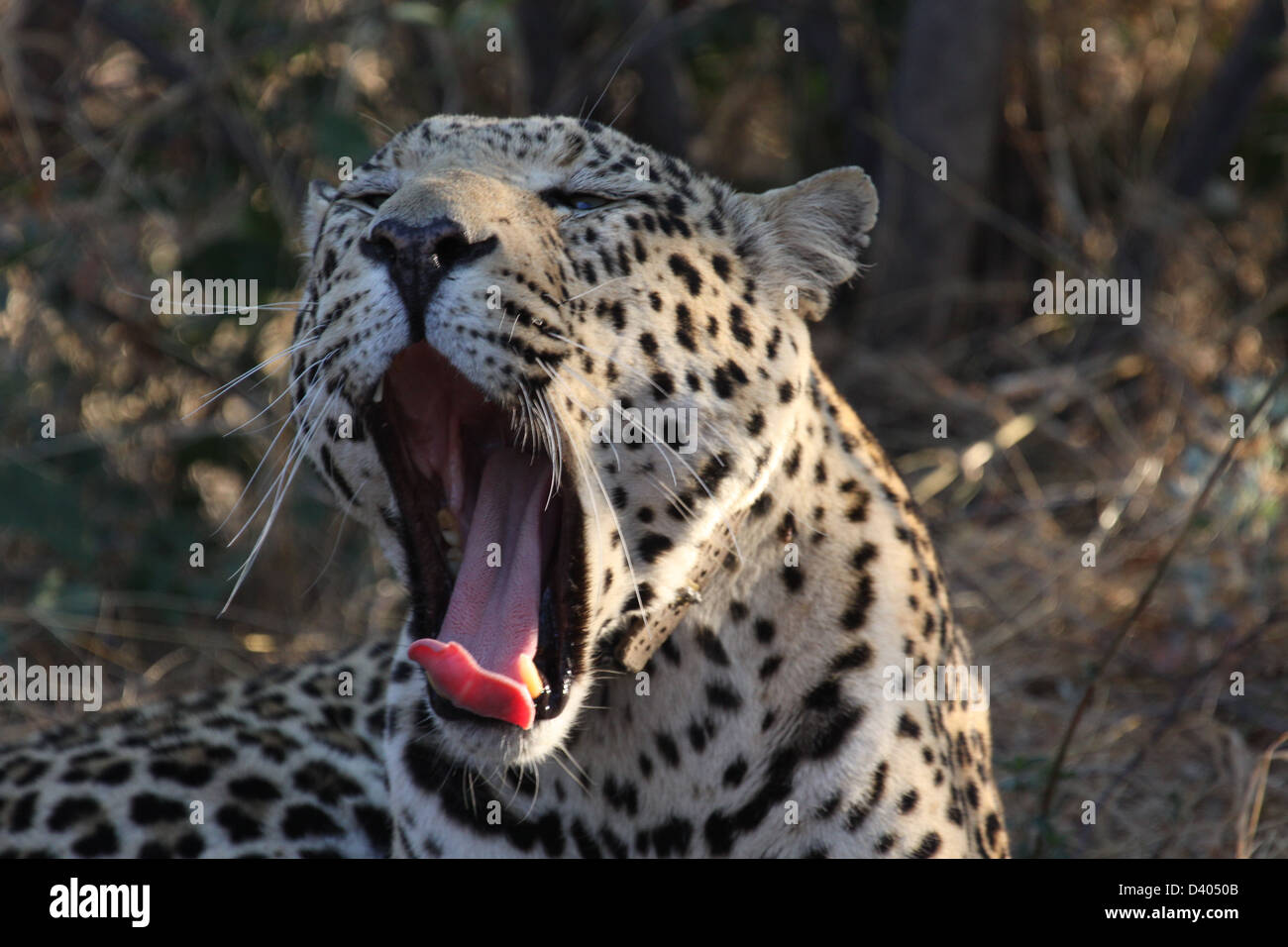 Leopard yawning collar africat foundation hi-res stock photography and ...