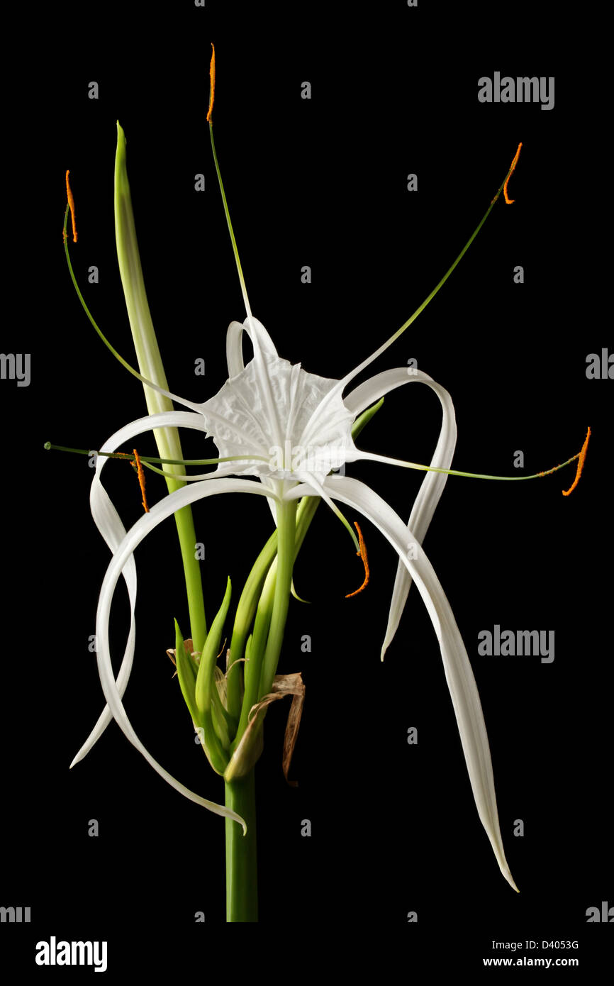 An open spider lily (Hymenocallis sp.) flower Stock Photo - Alamy