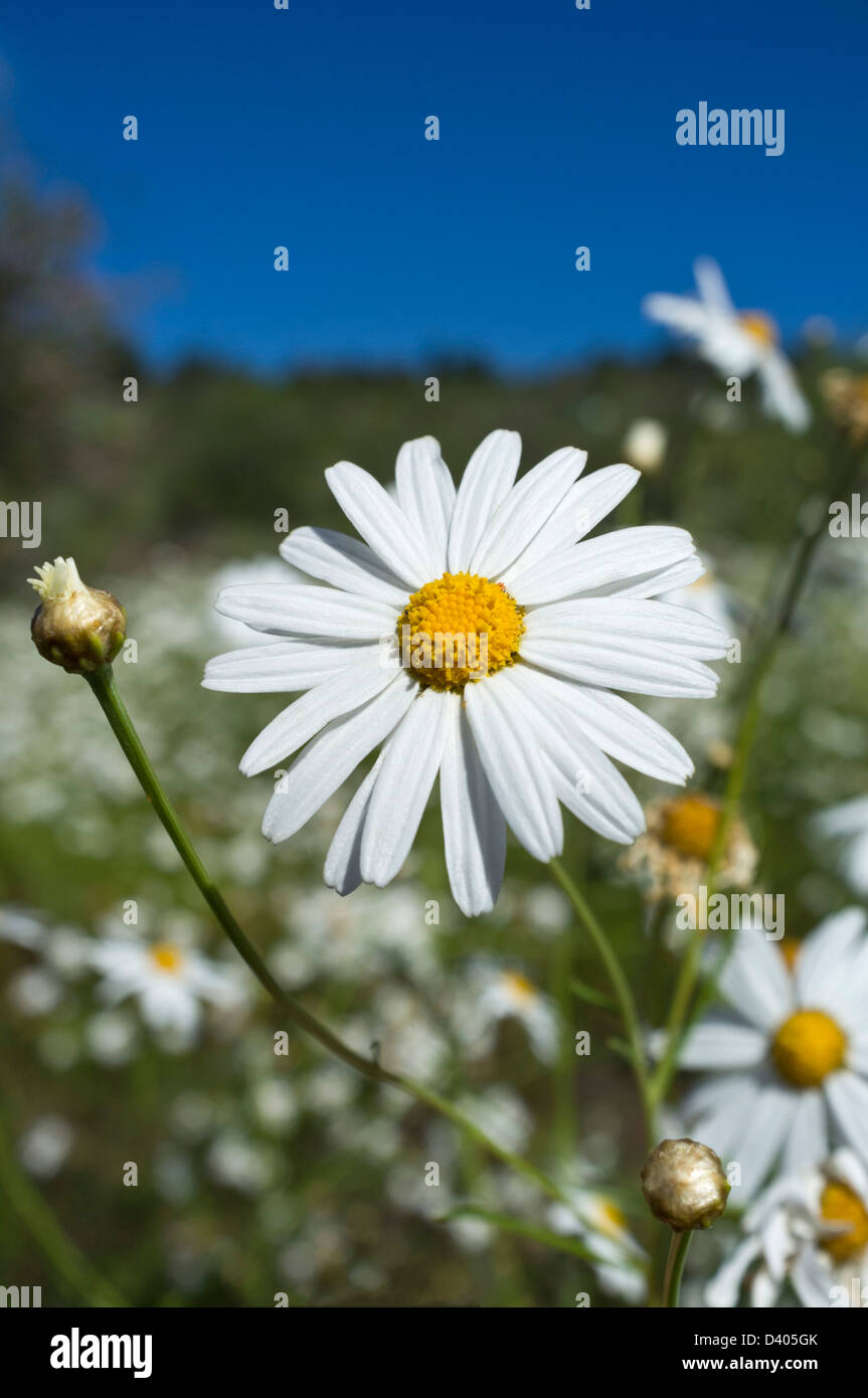 Tenerife daisy hi-res stock photography and images - Alamy