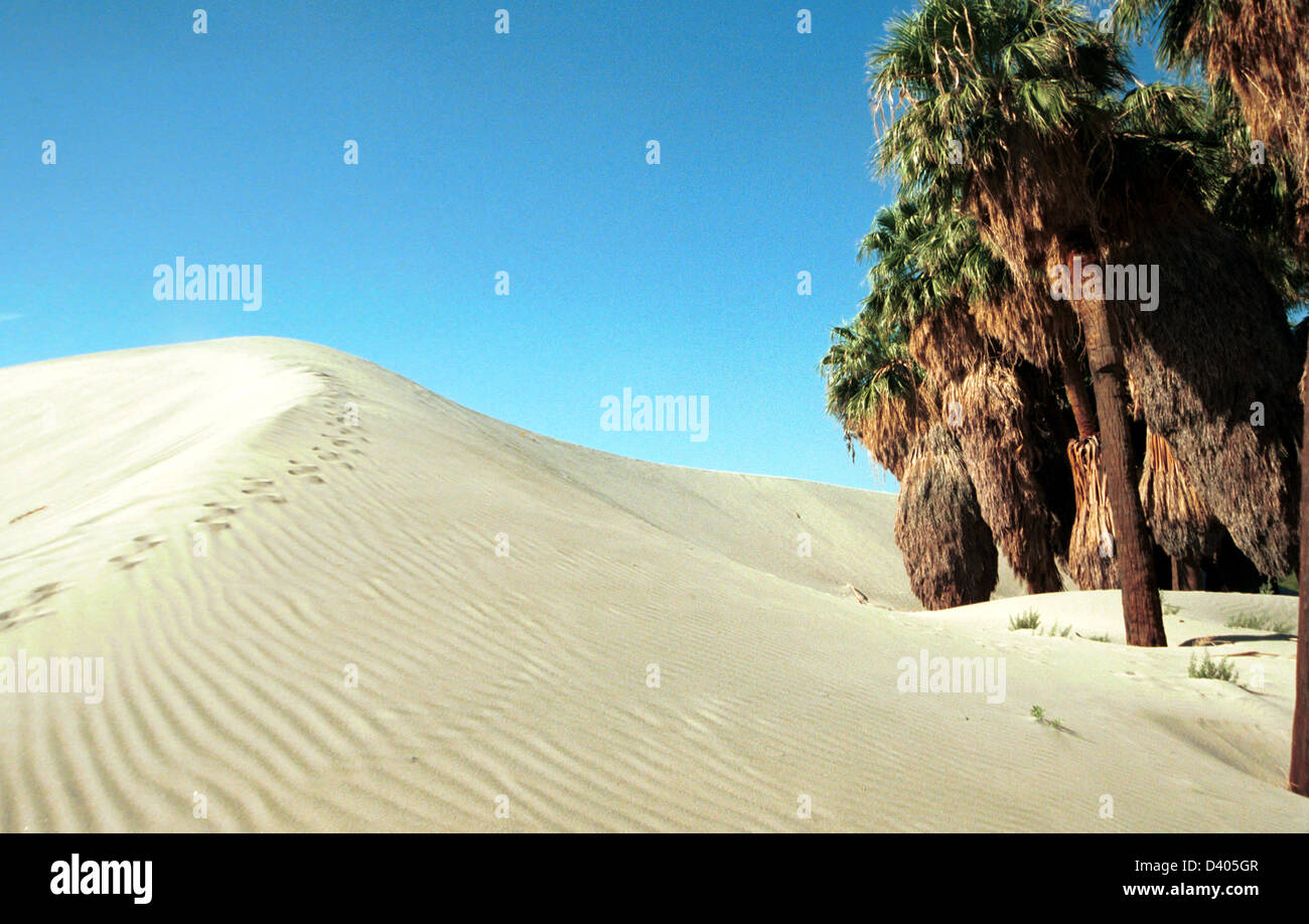 Desert sand dune mirage with palms hi-res stock photography and images ...