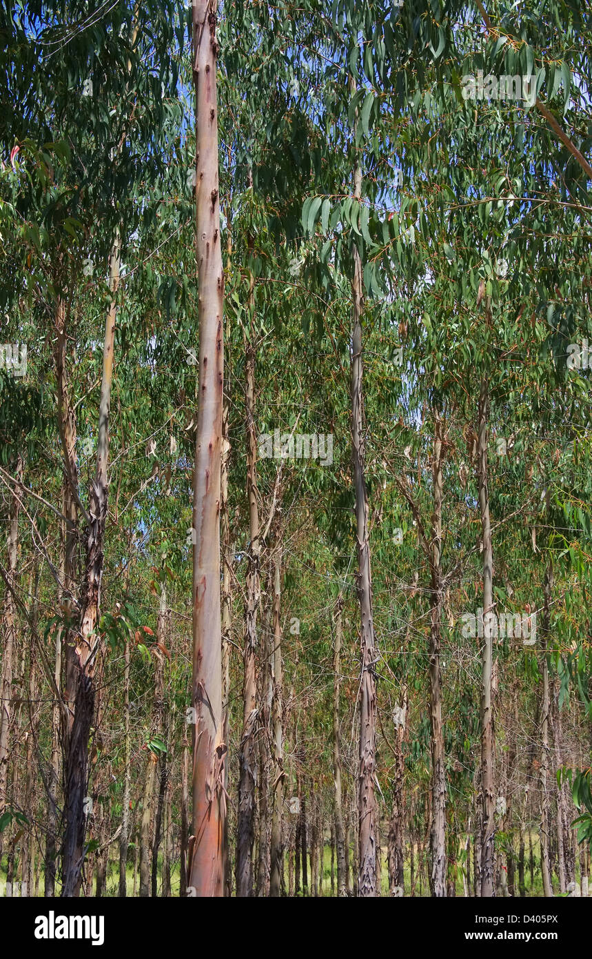 Eukalyptus eukalyptus wald hi-res stock photography and images - Alamy