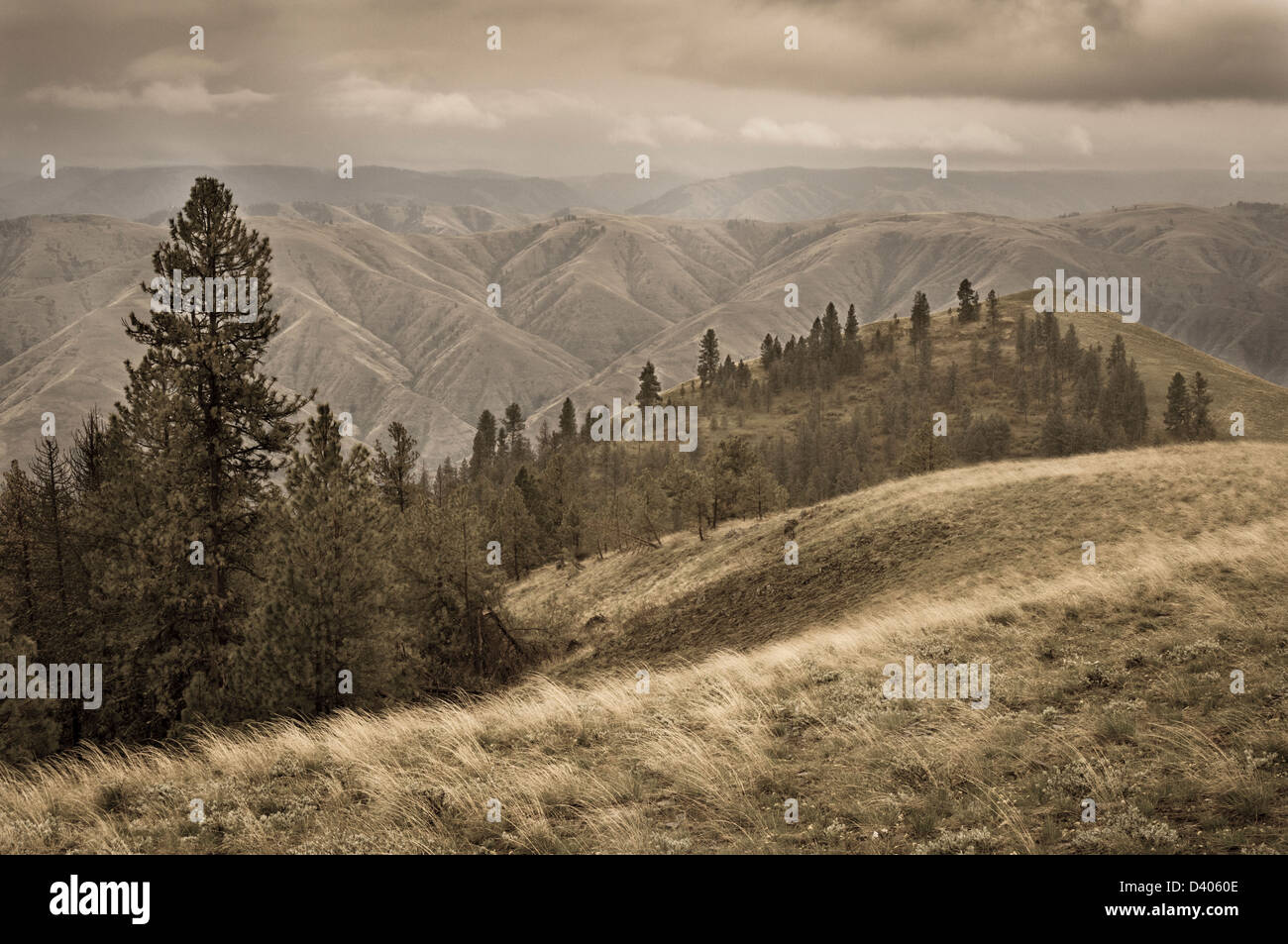 Meadow at Puffer Butte and view across Grand Ronde River Valley; Fields ...
