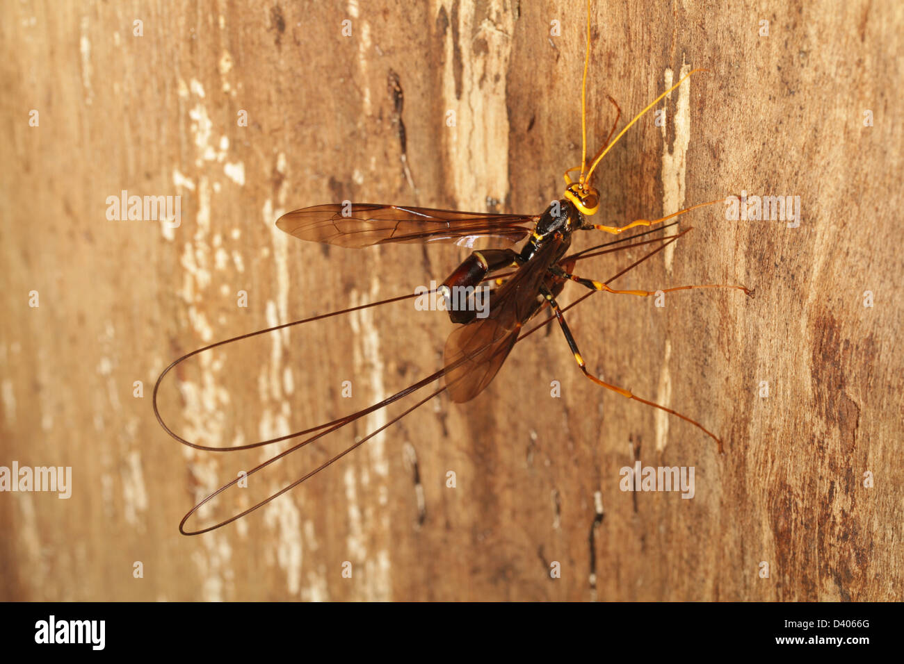A female giant ichneumon wasp (Megarhyssa atrata) withdraws her ...