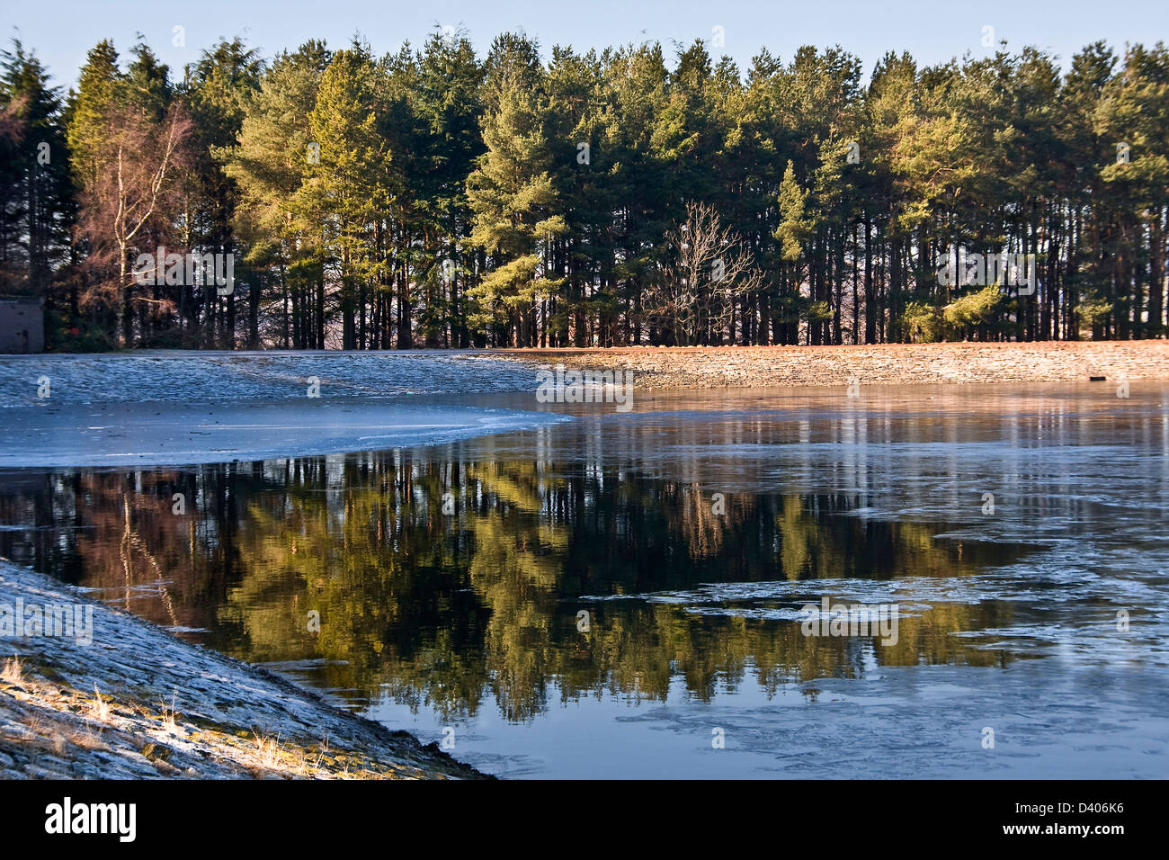 Thin ice and crisp reflections on the water at Clatto Park Pond during ...