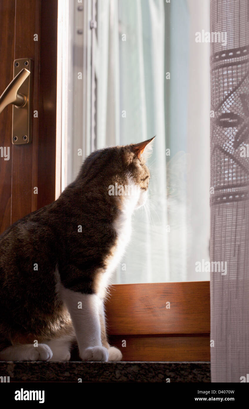 A standing cat in front of a window Stock Photo - Alamy