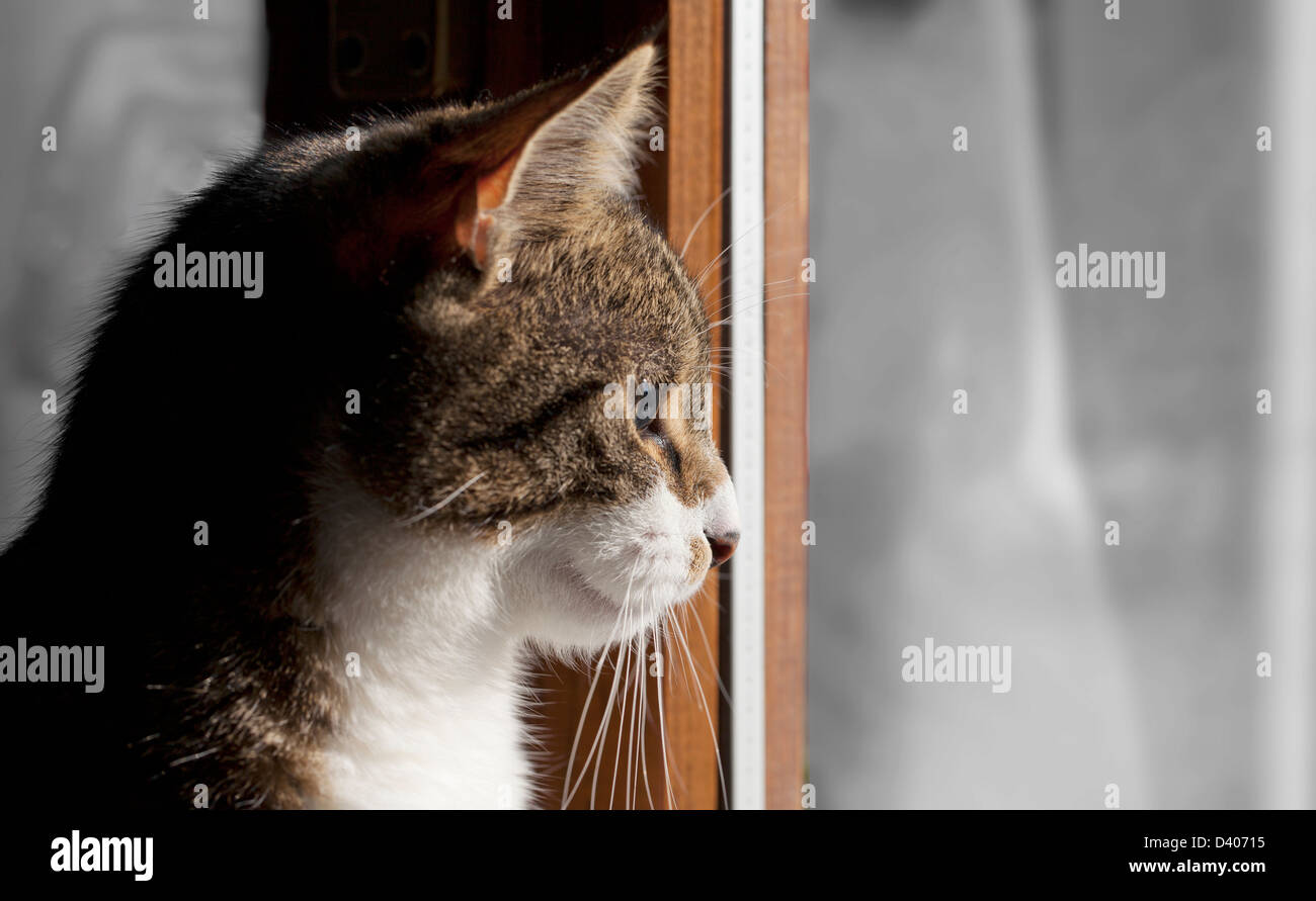 A standing cat in front of a window Stock Photo - Alamy
