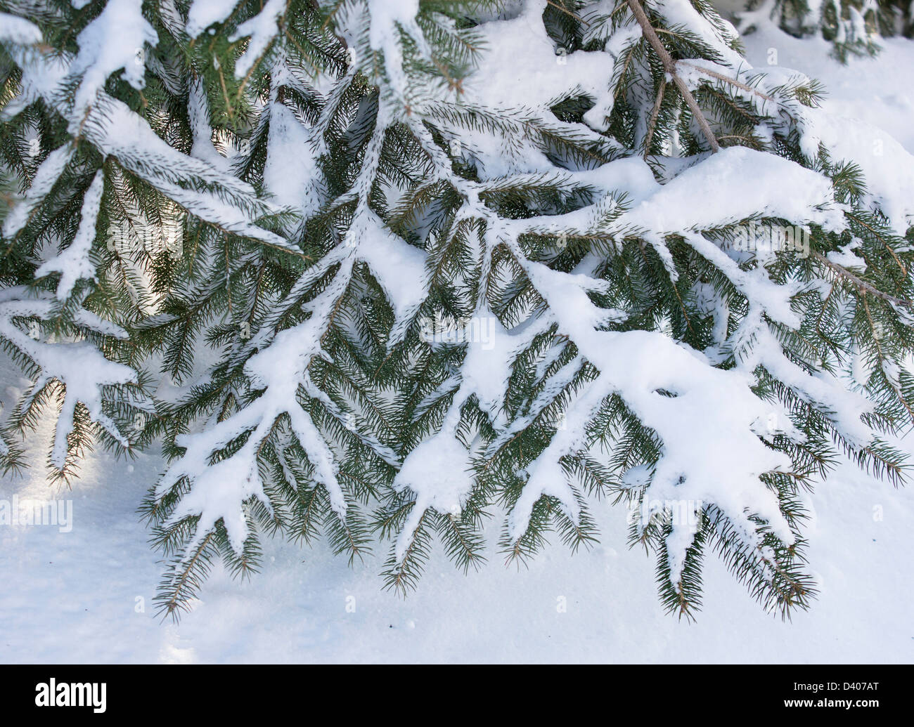 Snowfall on tree hi-res stock photography and images - Alamy