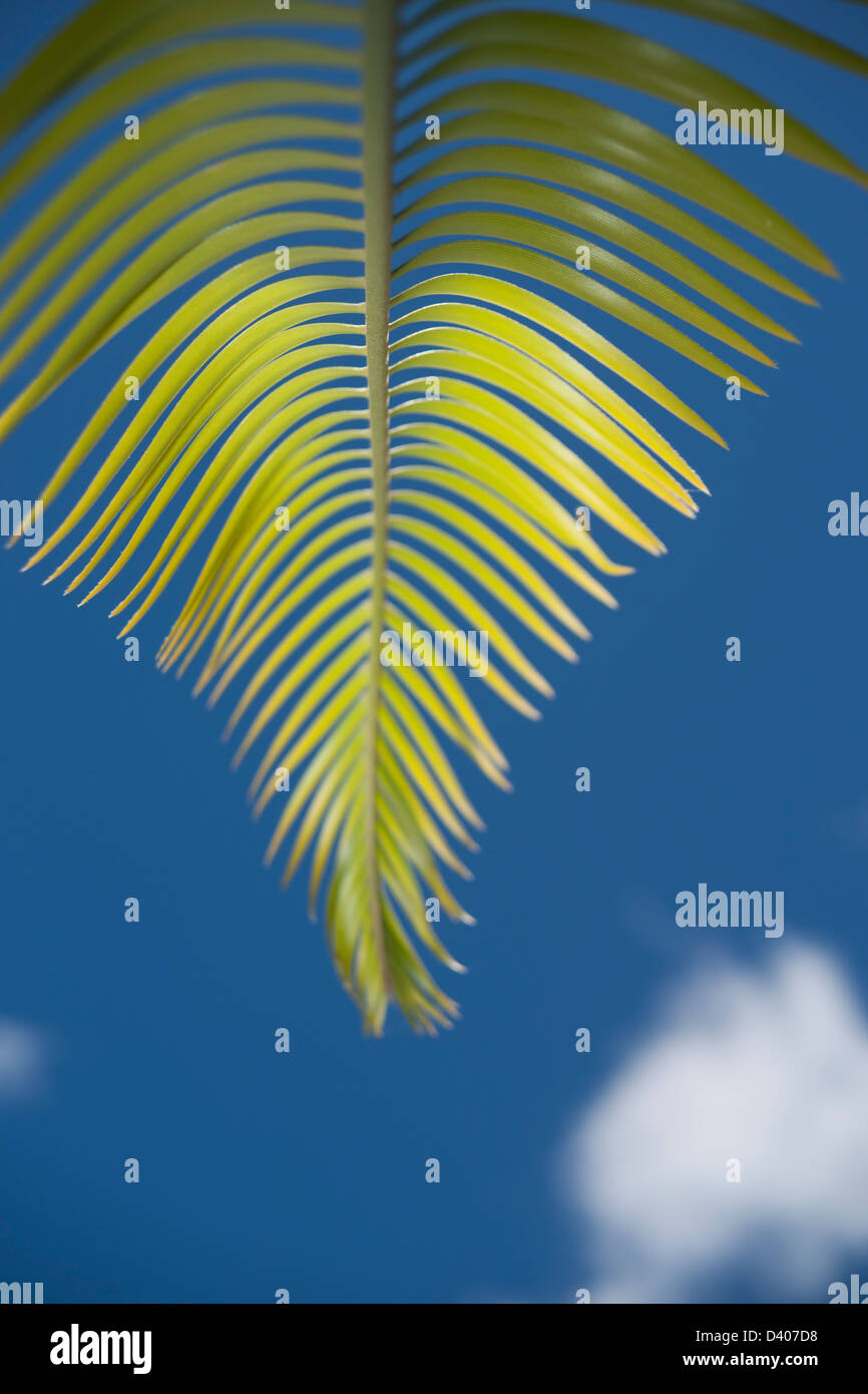 Green frond pattern against blie sky Stock Photo - Alamy