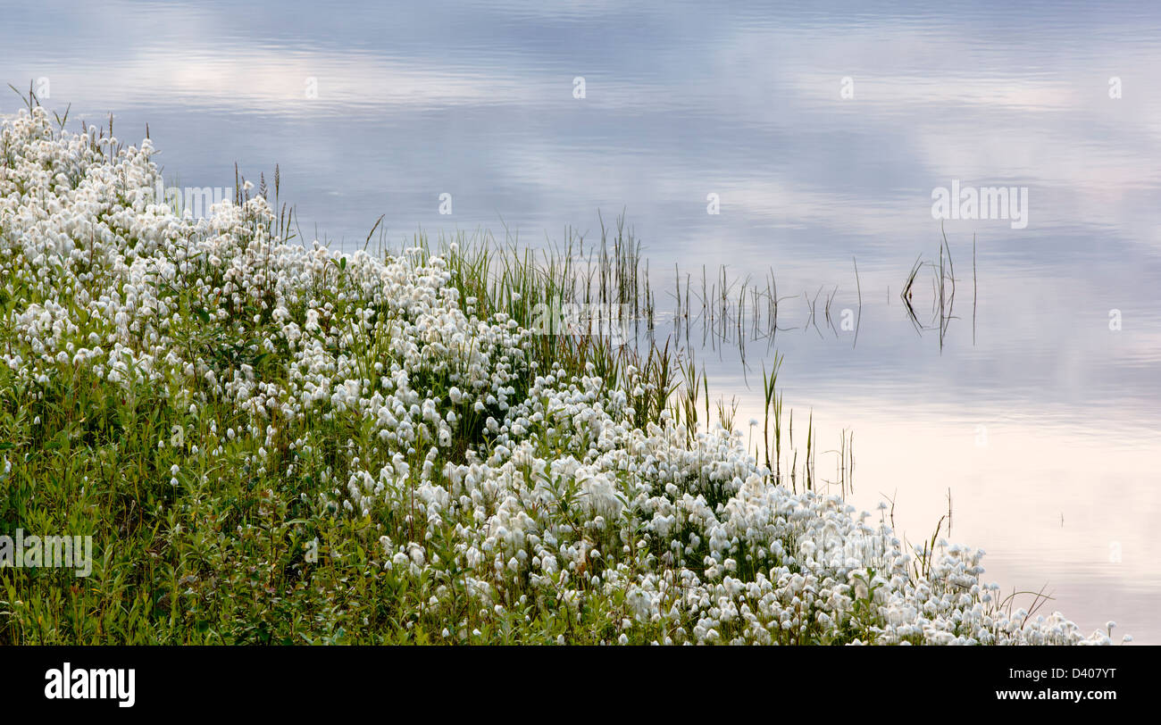 Alaska Cotton Grass (Eriophorum brachyantherm) grows along a tundra ...