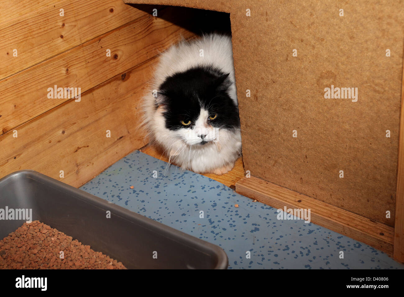 A cat pictured in a small independent cattery in Mile Oak, East Sussex ...