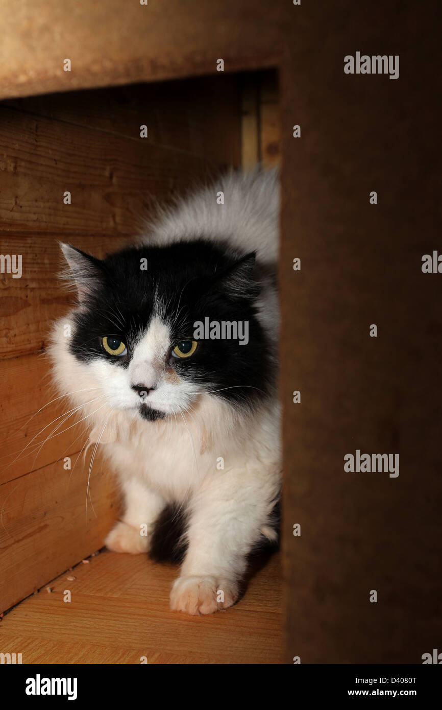 Cattery hi-res stock photography and images - Alamy