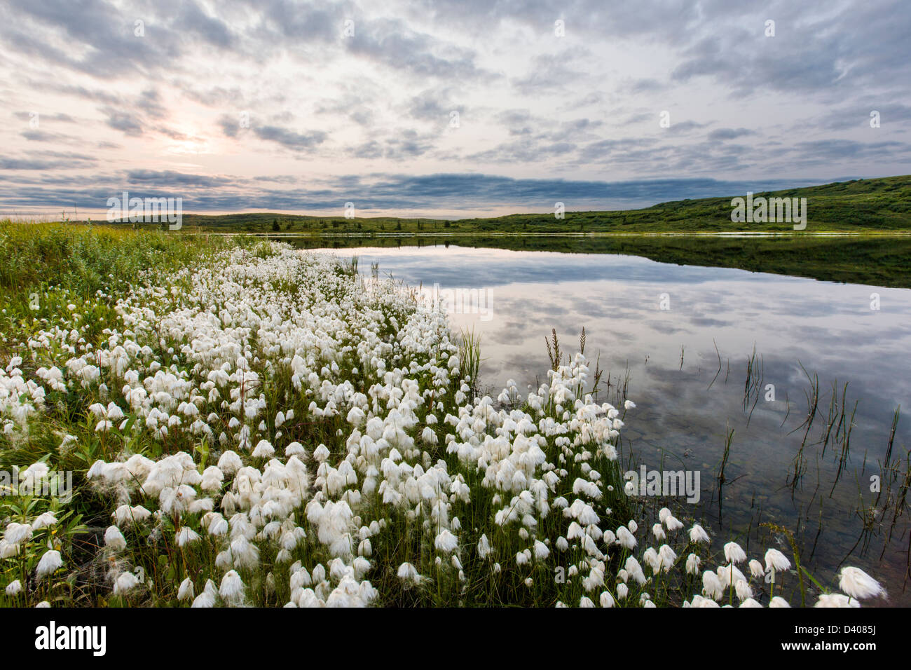 Alaska Cotton Grass (Eriophorum brachyantherm) grows along a tundra ...