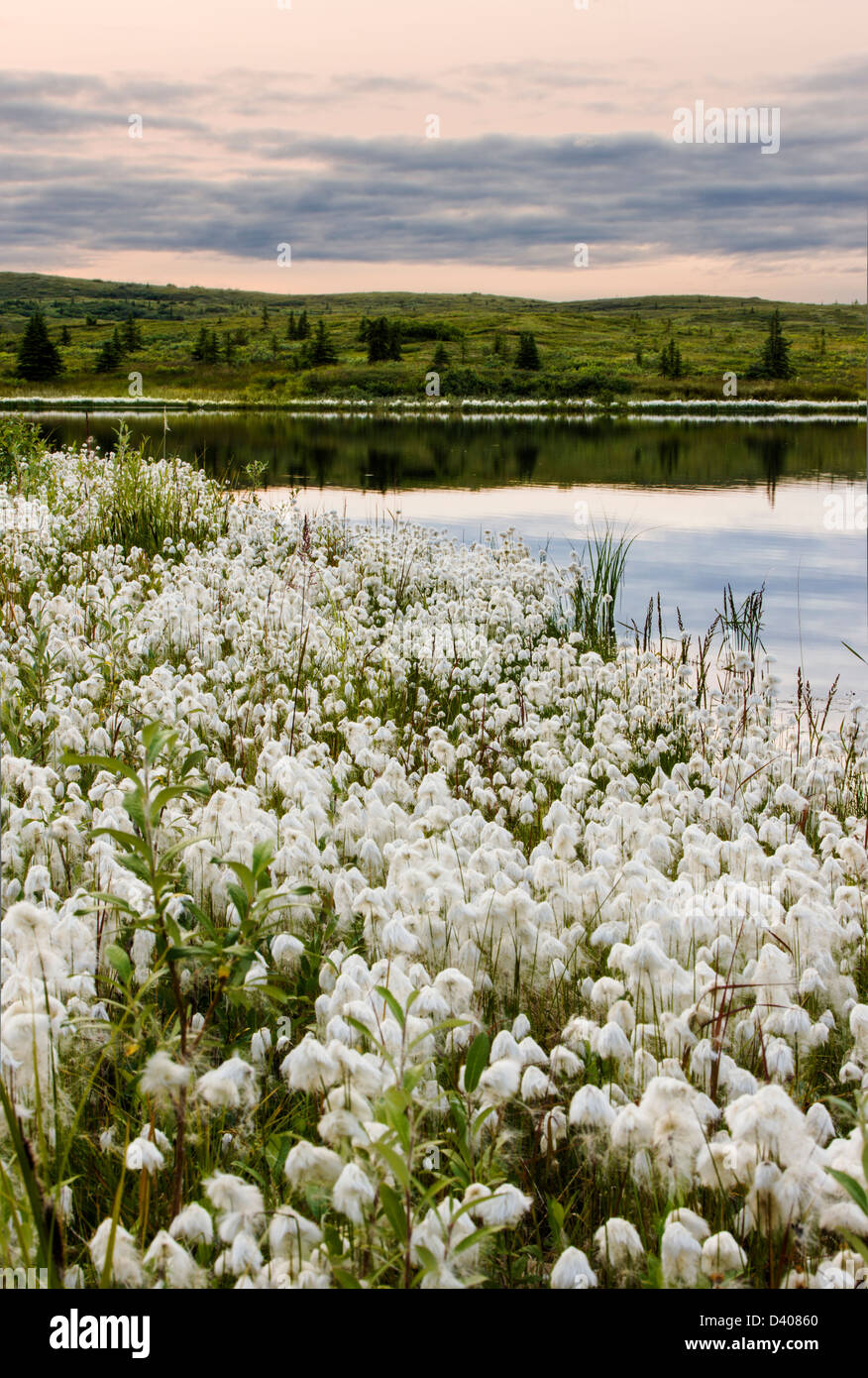 Alaska Cotton Grass (Eriophorum brachyantherm) grows along a tundra ...