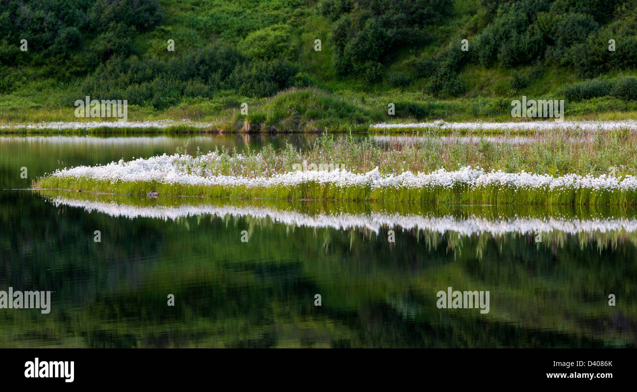 Alaska Cotton Grass (Eriophorum brachyantherm) grows along a tundra ...
