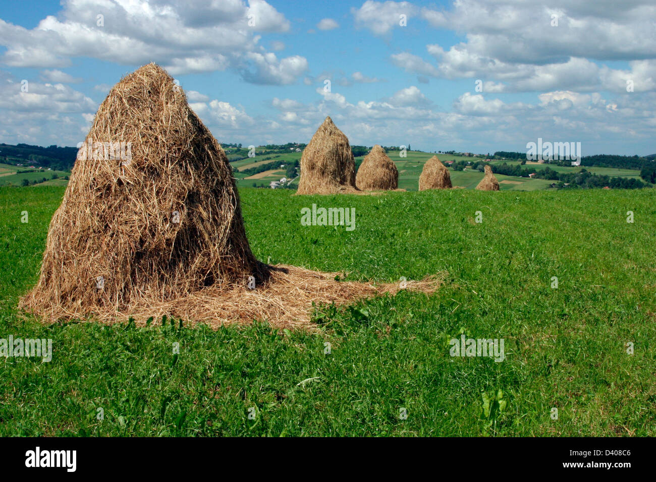 Traditional haystacks in a field in Galicia region Poland Stock Photo ...
