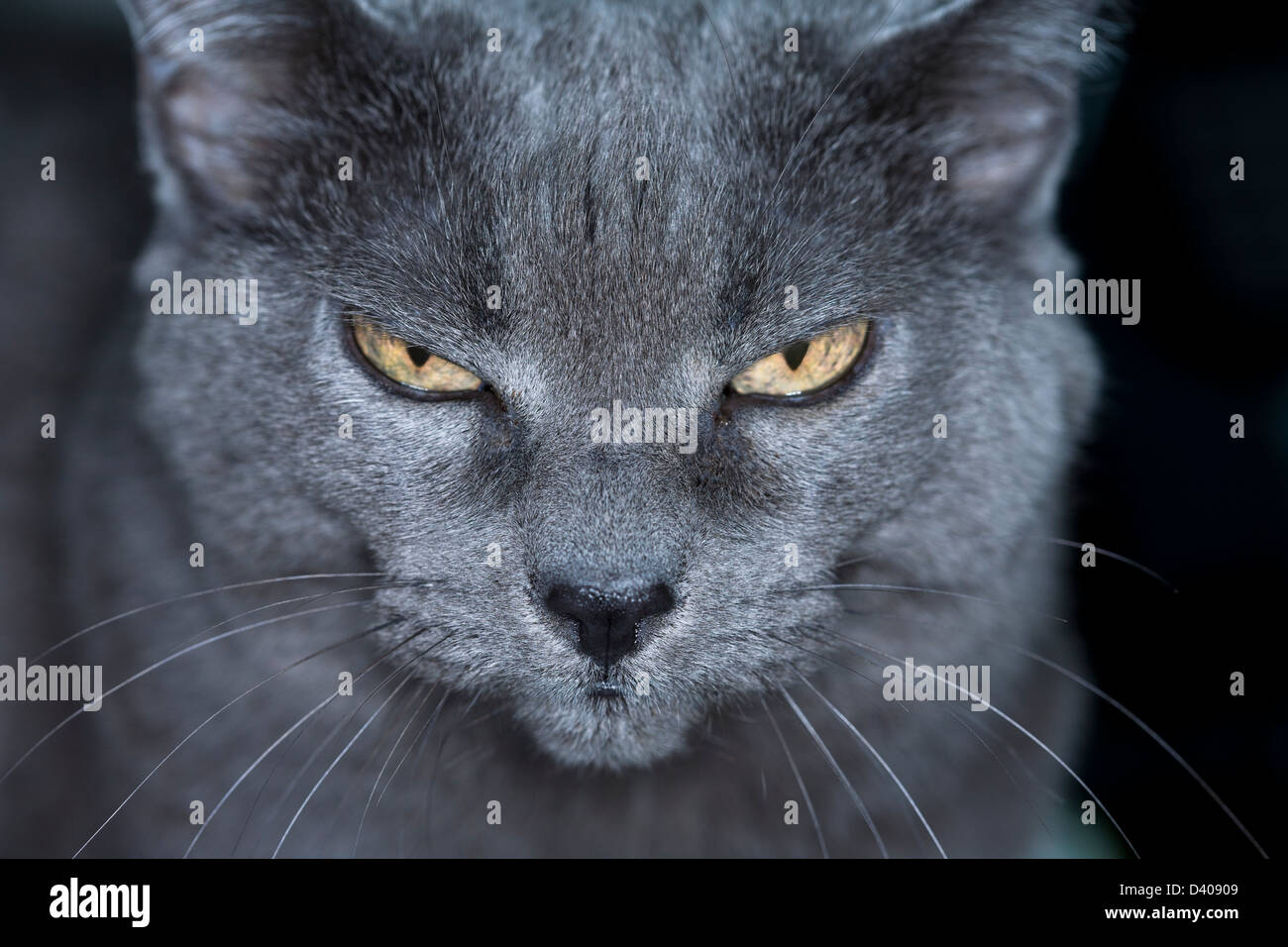 Close-up head shot of intimidating Russian Blue cat staring intently ...