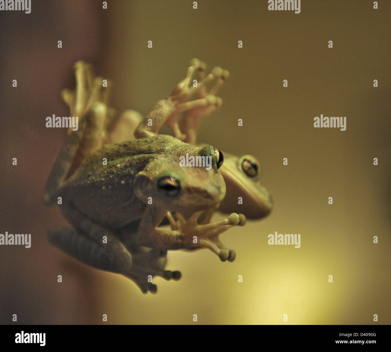 Rio frog hi-res stock photography and images - Alamy