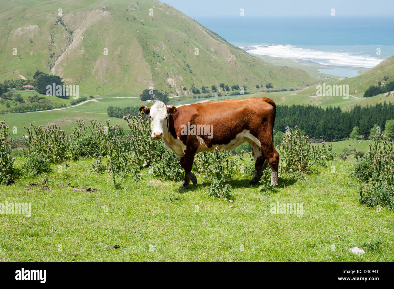 One sea cow hi-res stock photography and images - Alamy