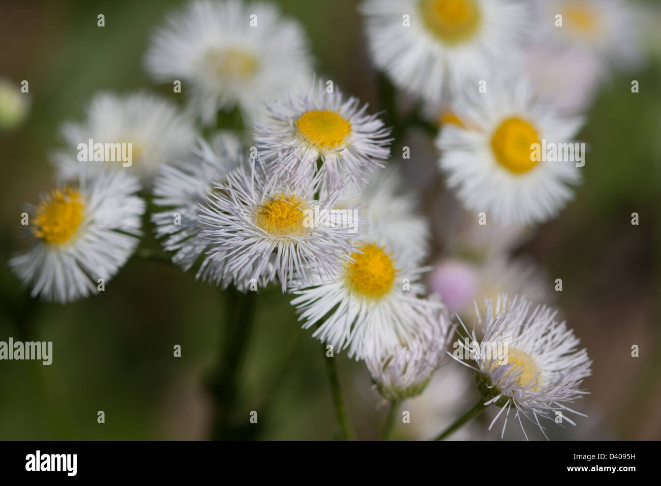 Common Fleabane (Philadelphia Fleabane Stock Photo - Alamy