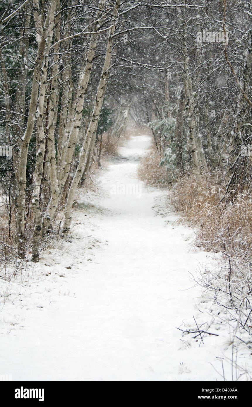 White birch acadia national park hi-res stock photography and images ...