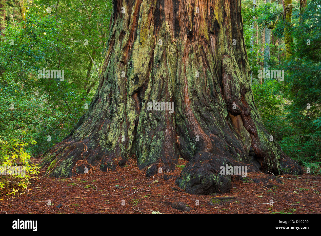 Big basin redwoods state park hi-res stock photography and images - Alamy
