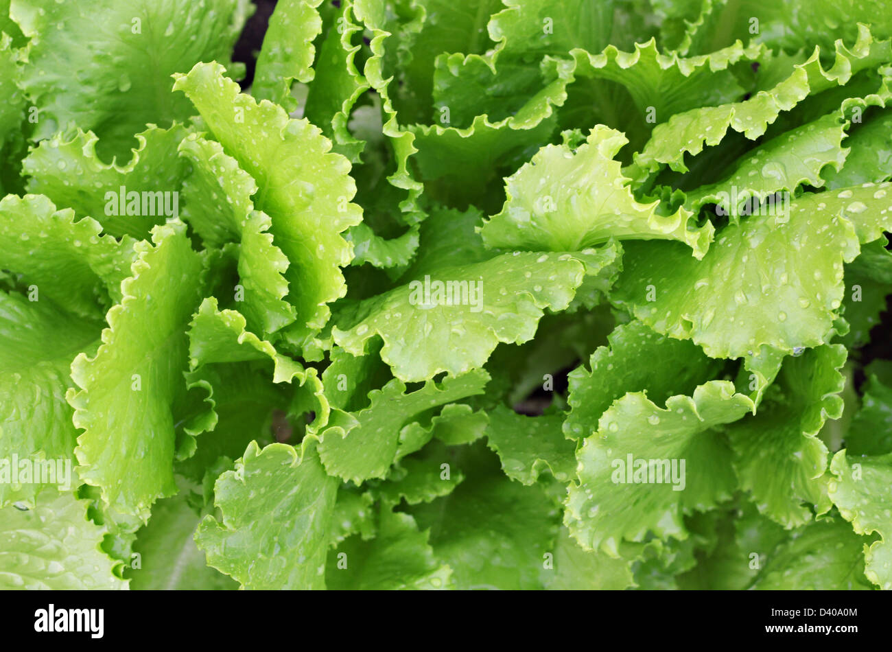 Fresh lattuce in the garden Stock Photo - Alamy