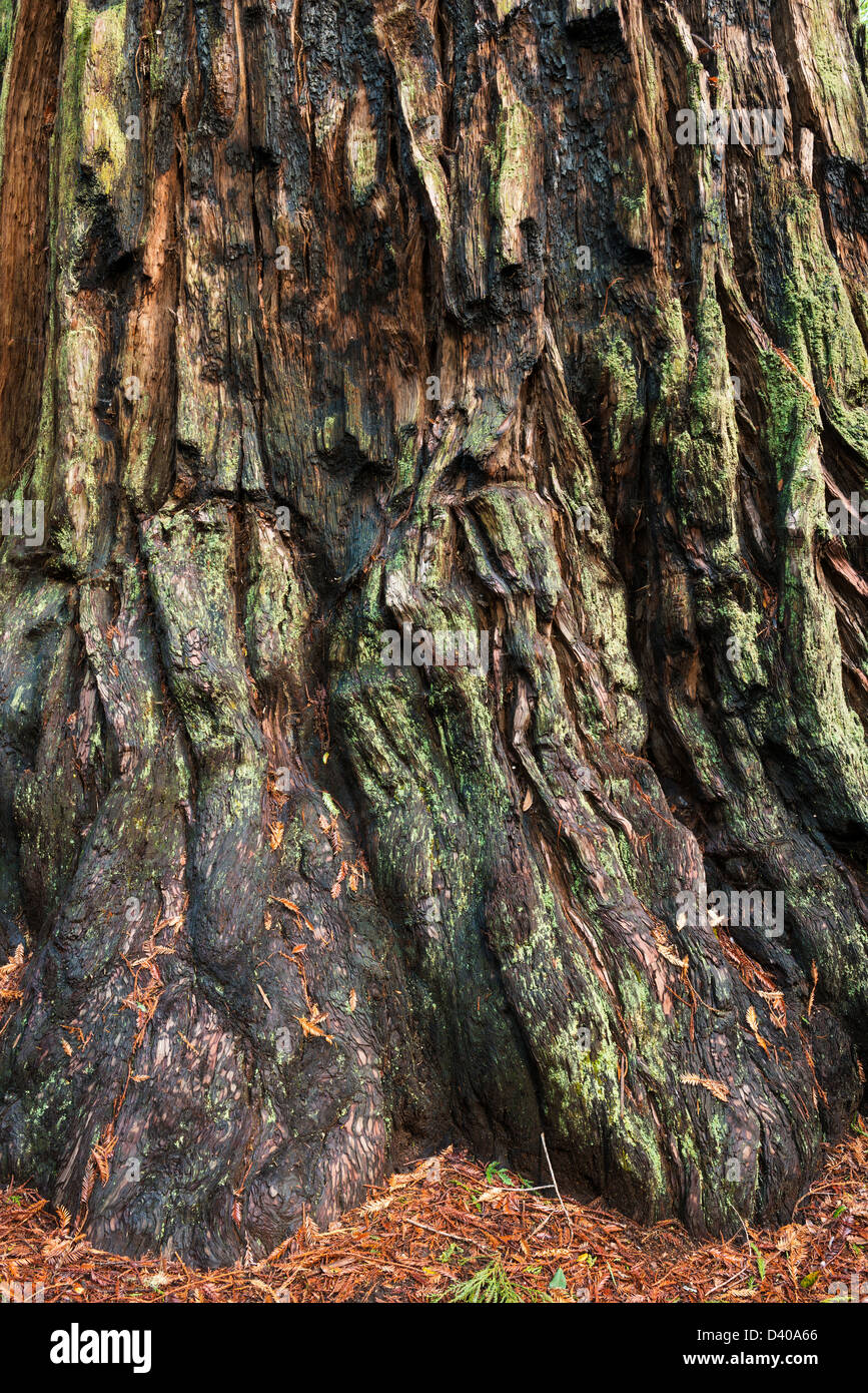 REDWOOD TREES IN BIG BASIN REDWOODS STATE PARK Stock Photo - Alamy