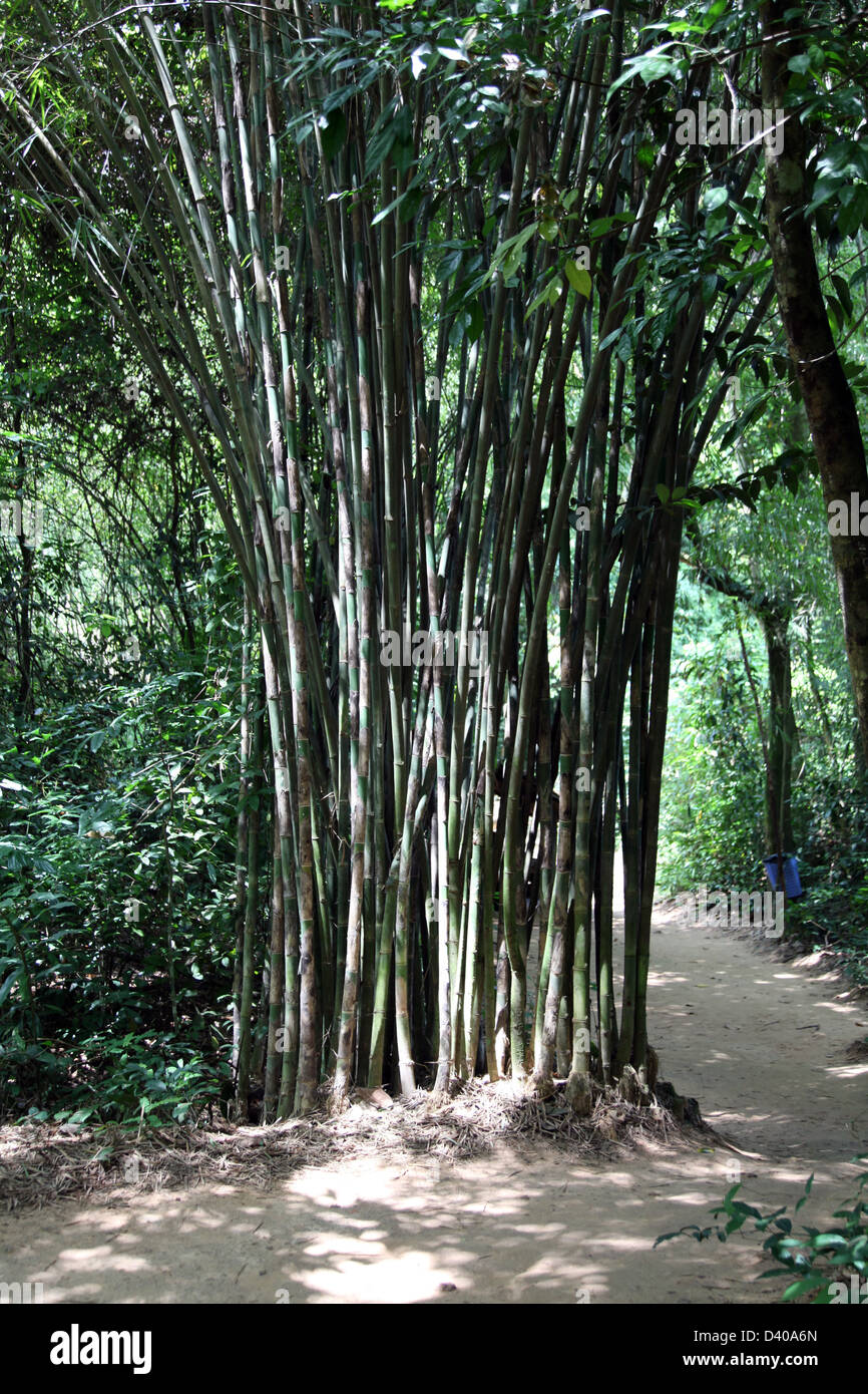 It's a photo of a bamboo tree in a forest of Vietnam in Asia. We can ...