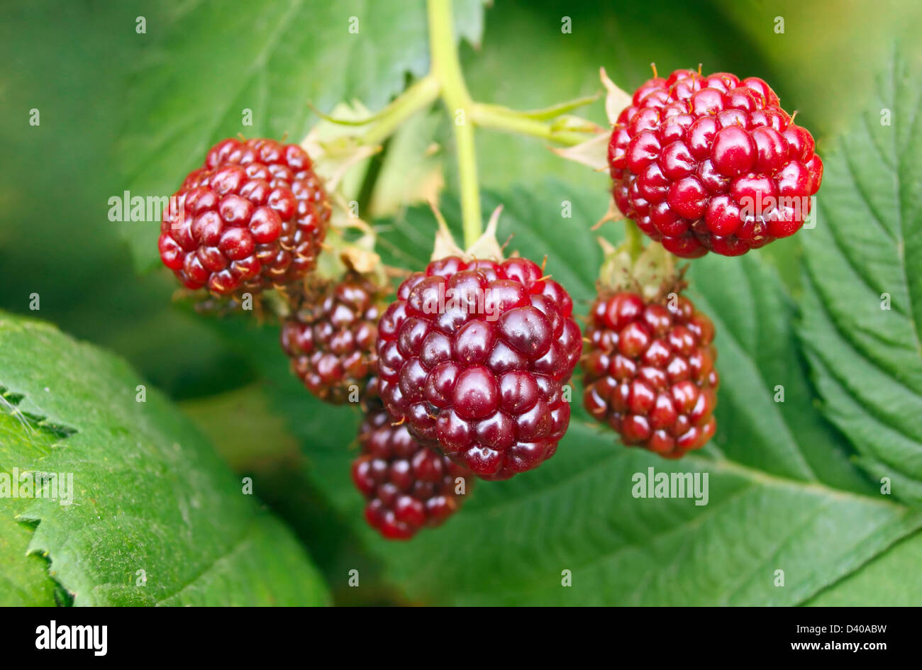 Ripe berries in the garden Stock Photo - Alamy
