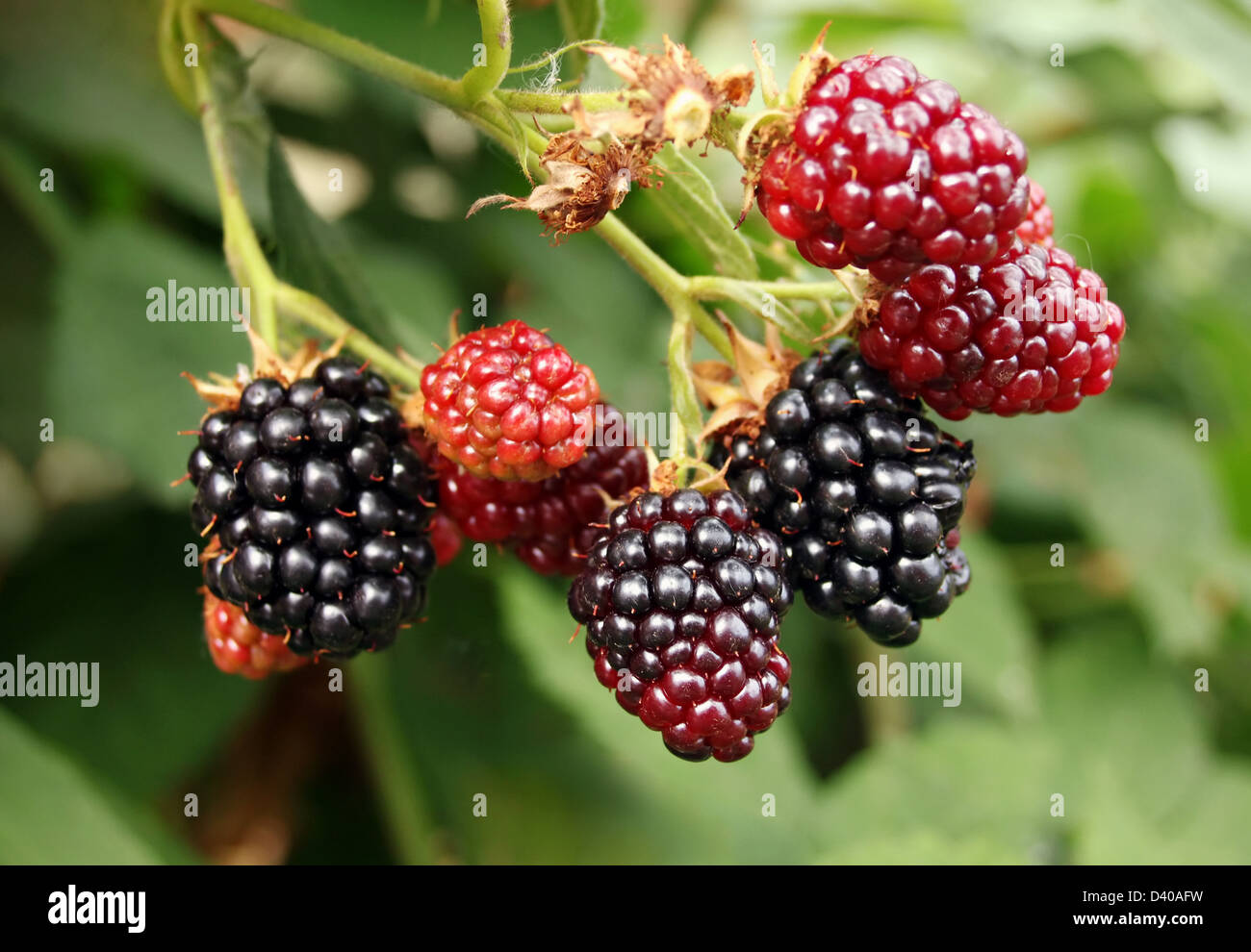 Black berry bush in the garden Stock Photo - Alamy