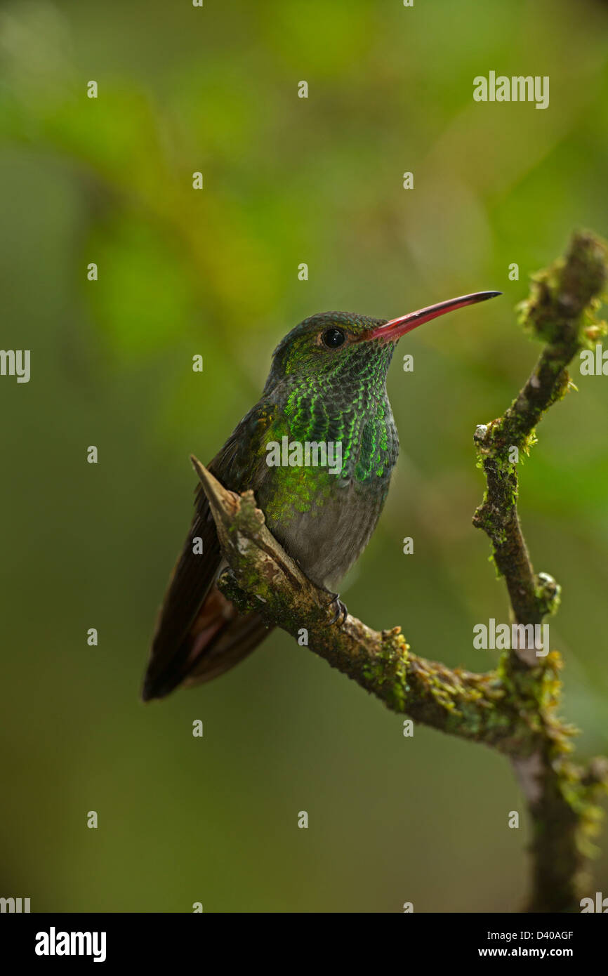 Rufous-tailed Hummingbird (Amazilia tzacatl), tropical rainforest ...